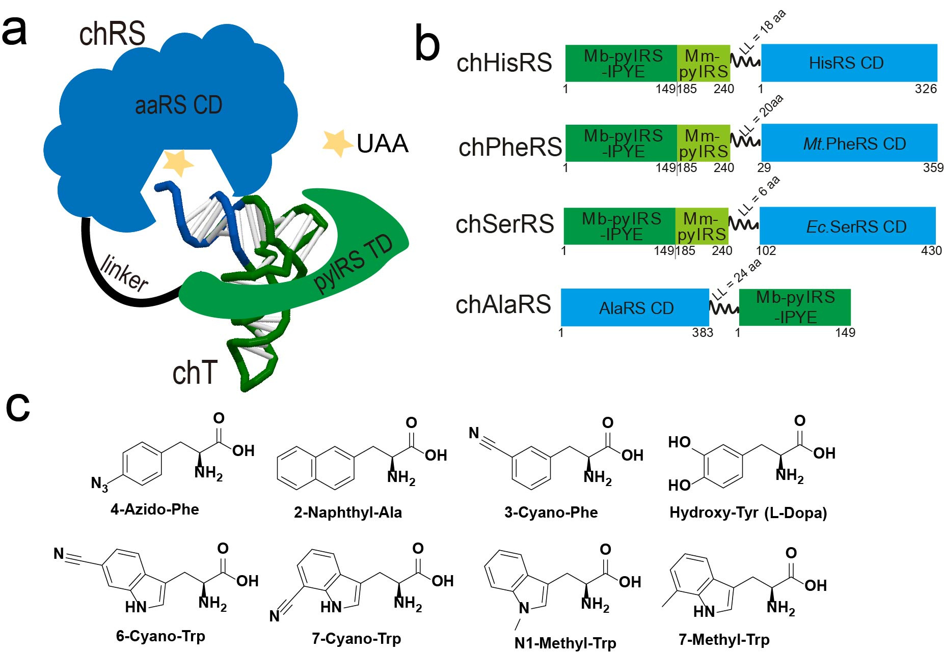 Constructing of fully orthogonal aaRS/tRNA pairs for genetic code ...