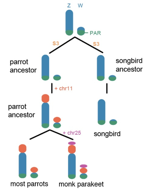 Bizarre parrot chromosomes | Research Communities by Springer Nature