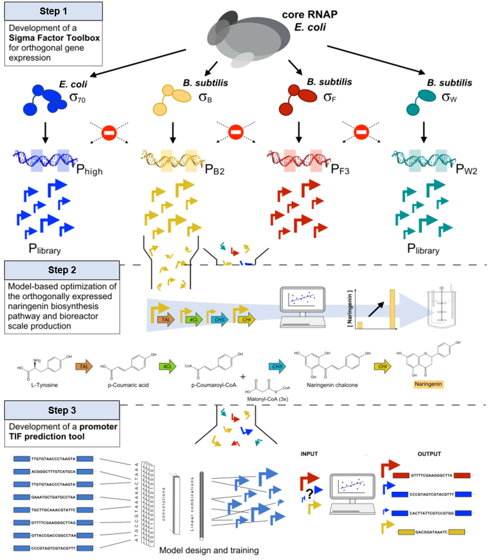 Predictive Promoter Design: Machine Learning meets Synthetic Biology ...