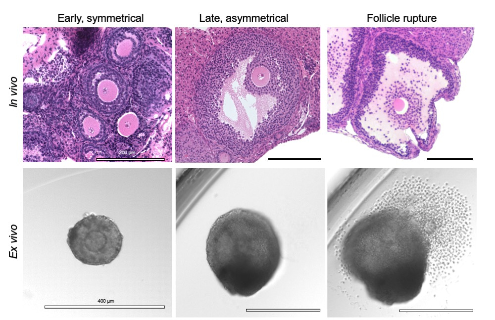 Ovulation in a dish: new insights into follicle rupture with ...