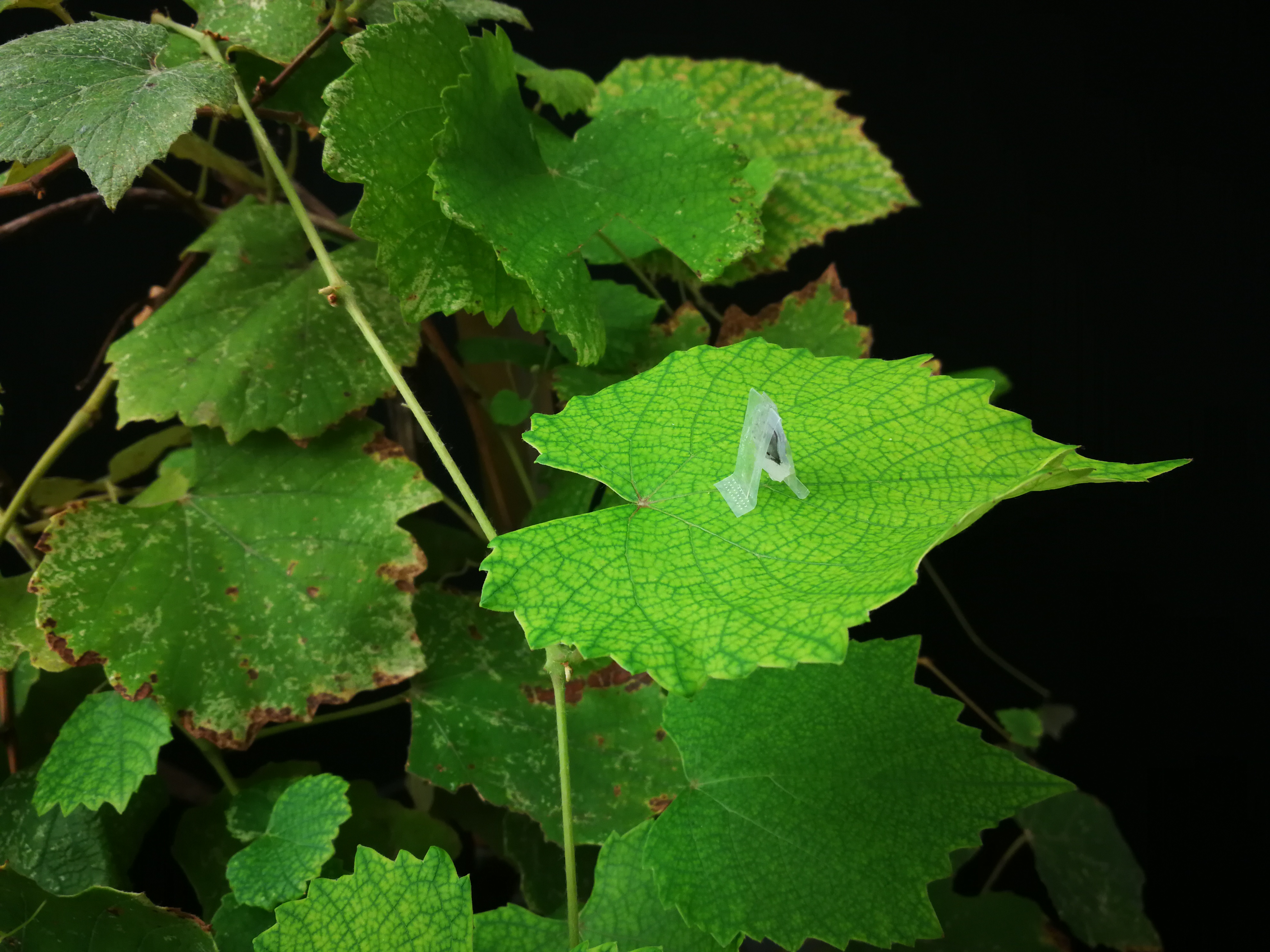 Plant-like machines: can they help save our planet? | Research ...