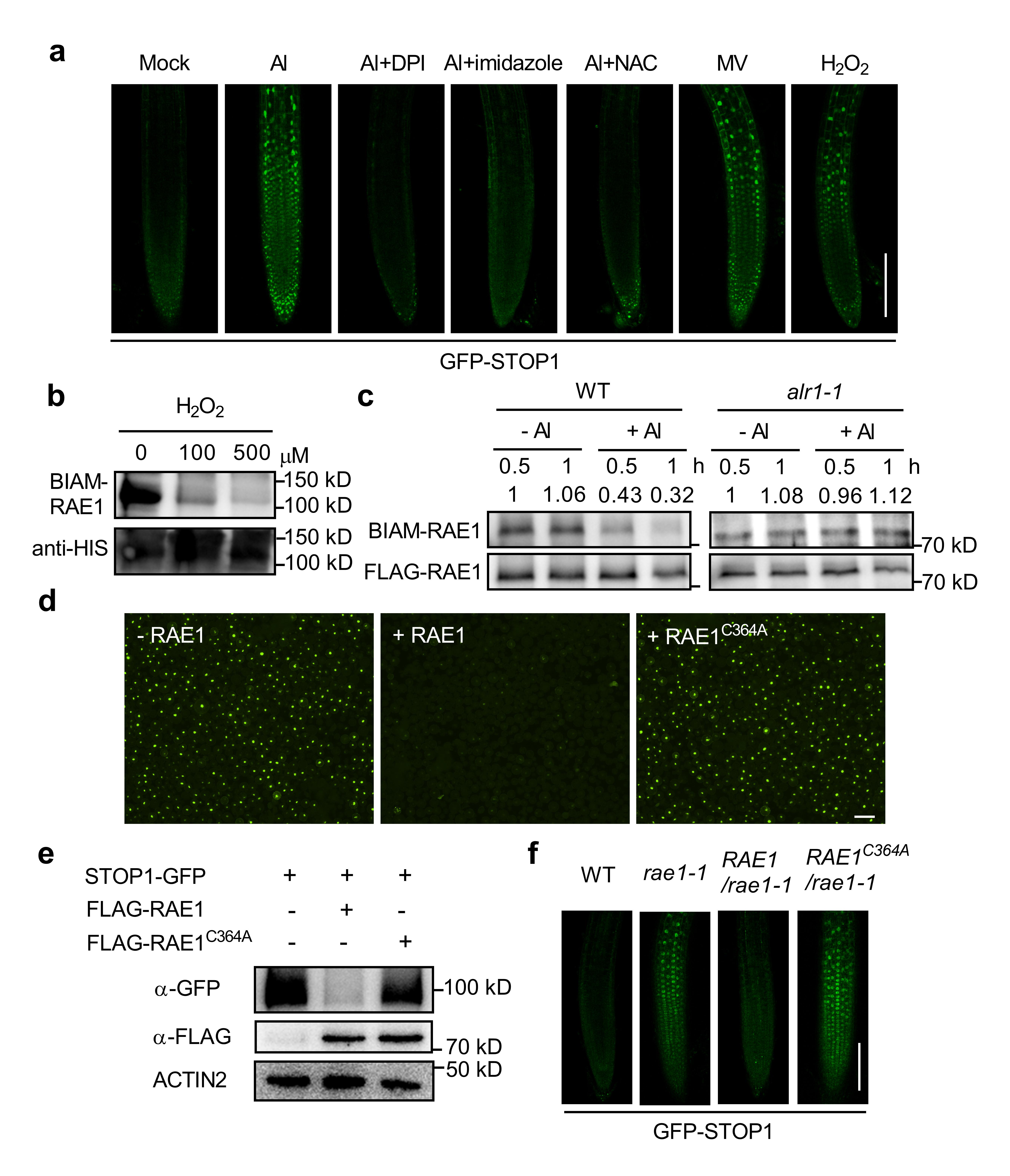 The first alumminum ion receptor in living organisms | Research ...
