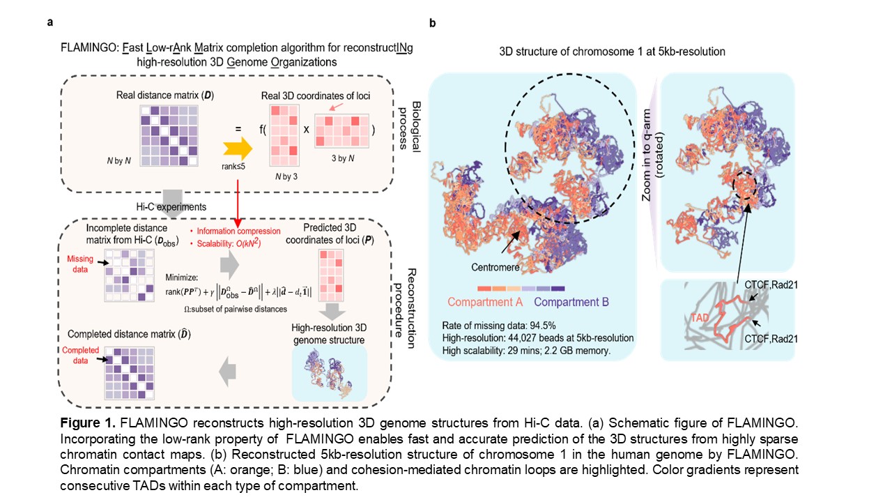 FLAMINGO: Understanding genome structures in the 3D space | Research ...