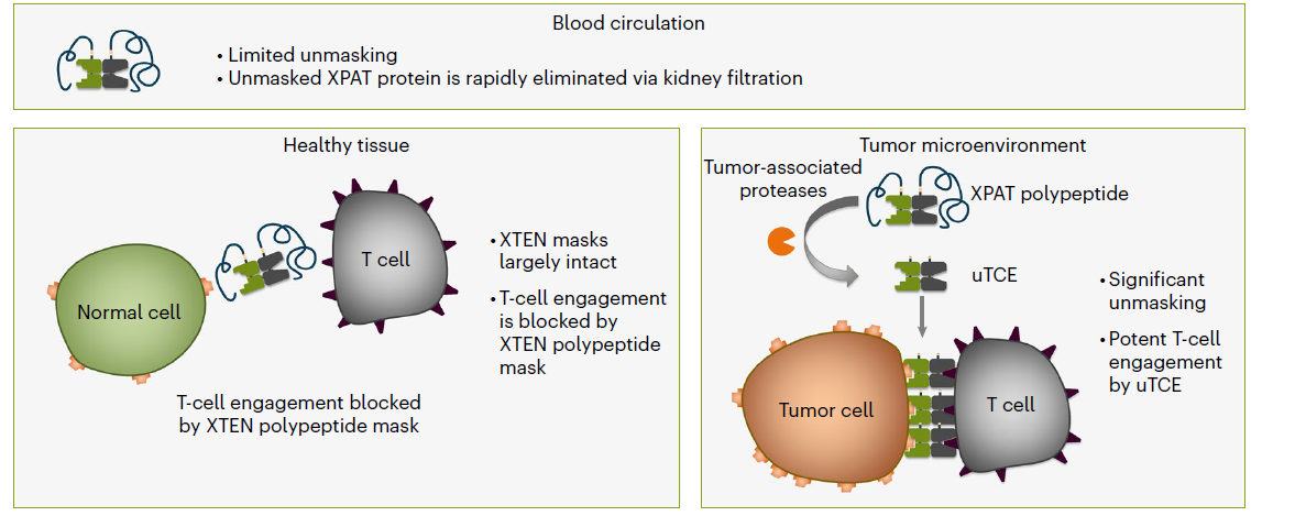 Extending the Therapeutic Window of T-Cell Engagers for Solid Tumors ...