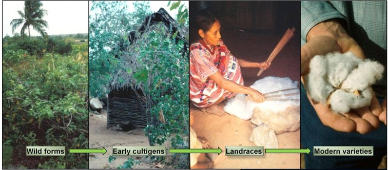 Discovery of genetic diversity left behind by the bottleneck of cotton ...