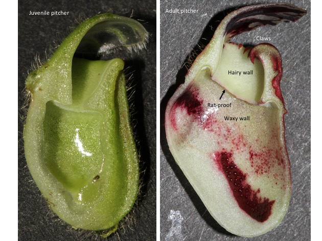 How to grow a pitcher | Research Communities by Springer Nature
