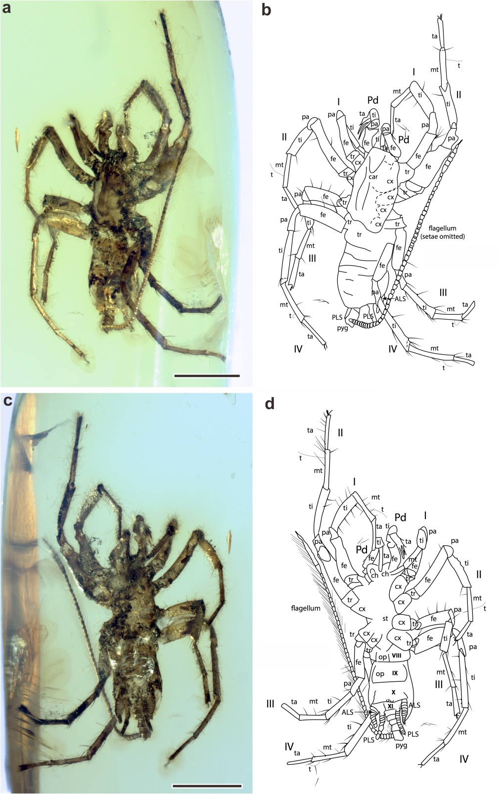 When spiders had tails | Research Communities by Springer Nature
