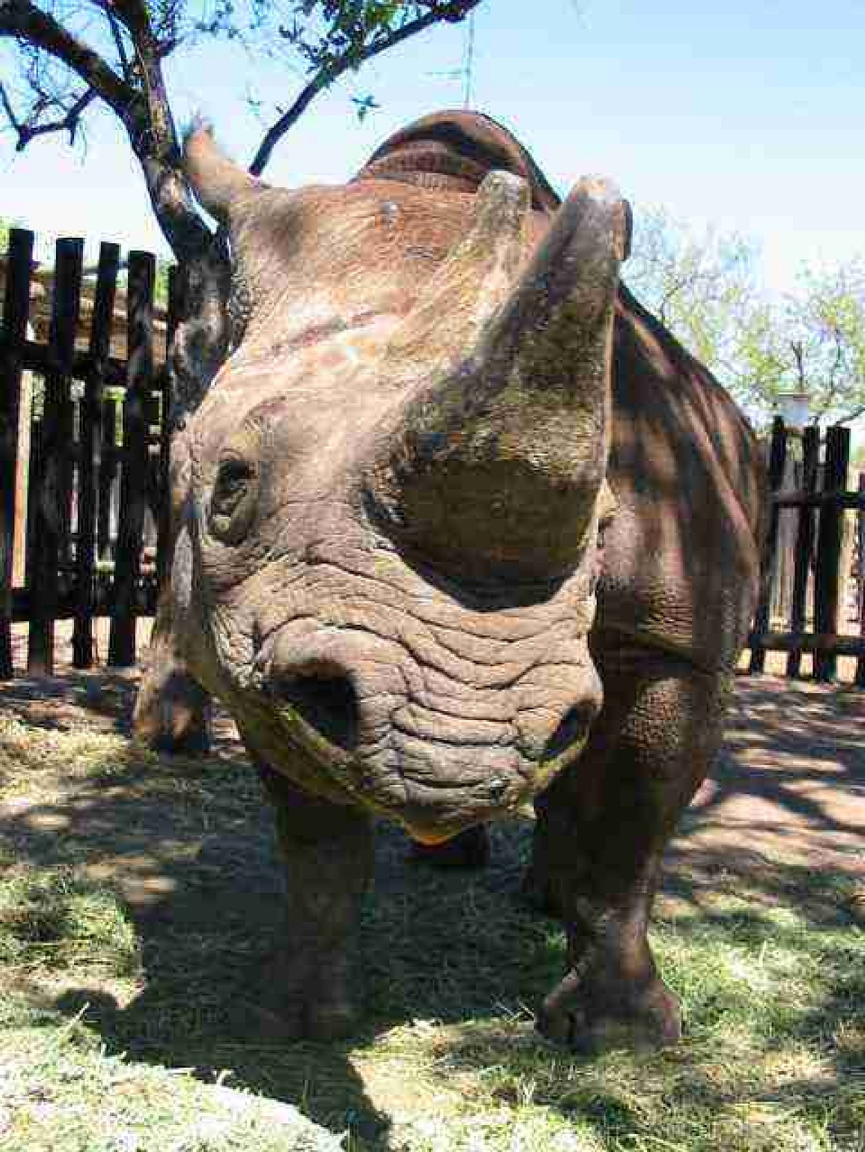 Experiments by conservation - rhino and Fisher's Principle | Research ...
