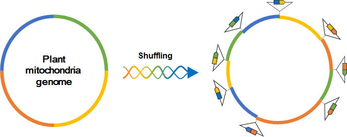 A de novo gene originating from plant mitochondria | Research ...