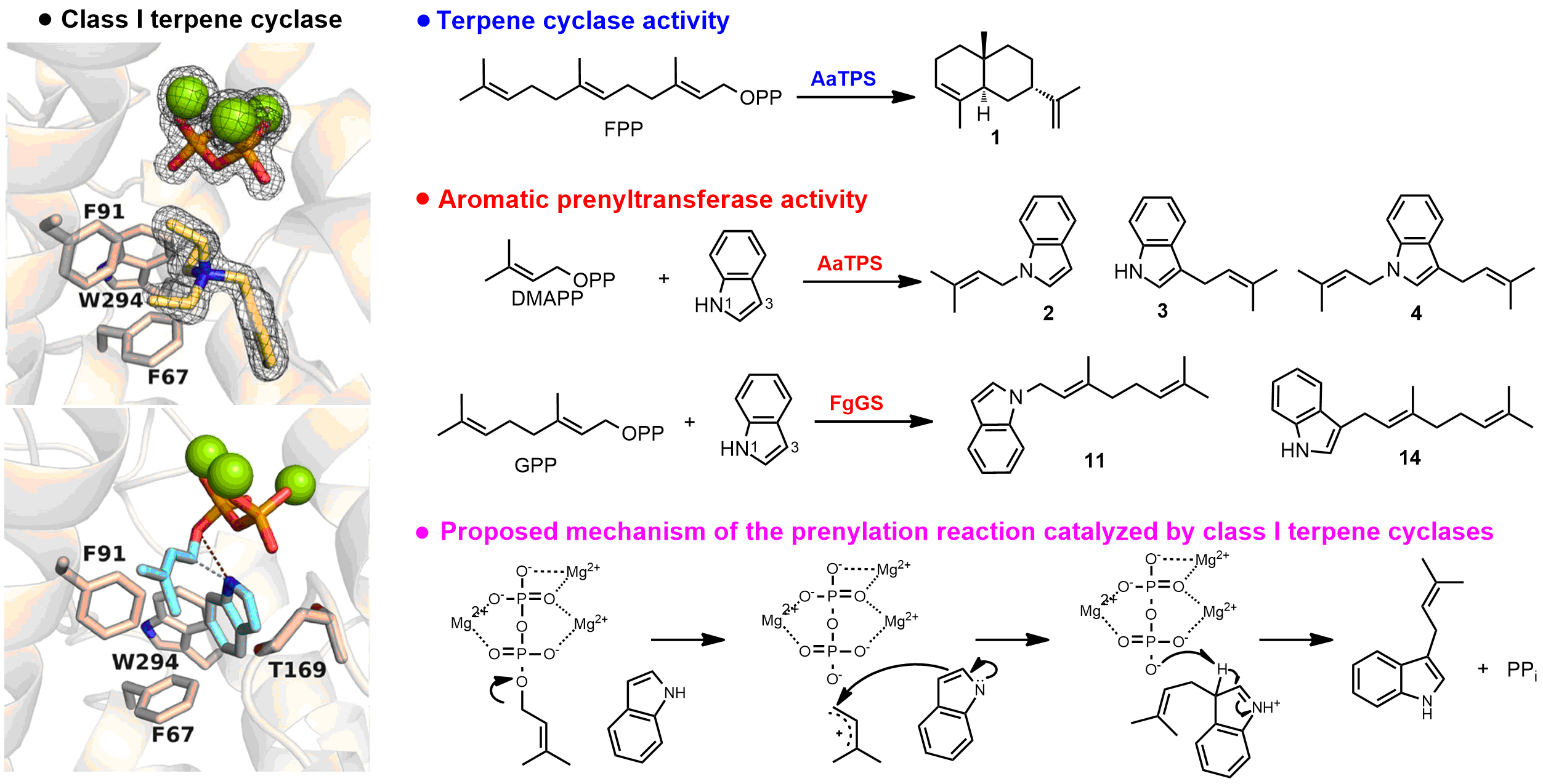 Discovery of the cryptic function of terpene cyclases as aromatic ...