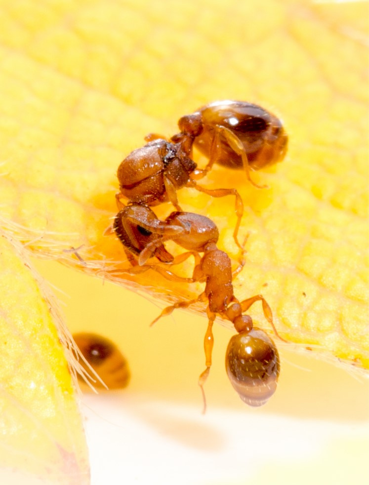 Ant workers produce males in queenless parts of multi-nest colonies ...