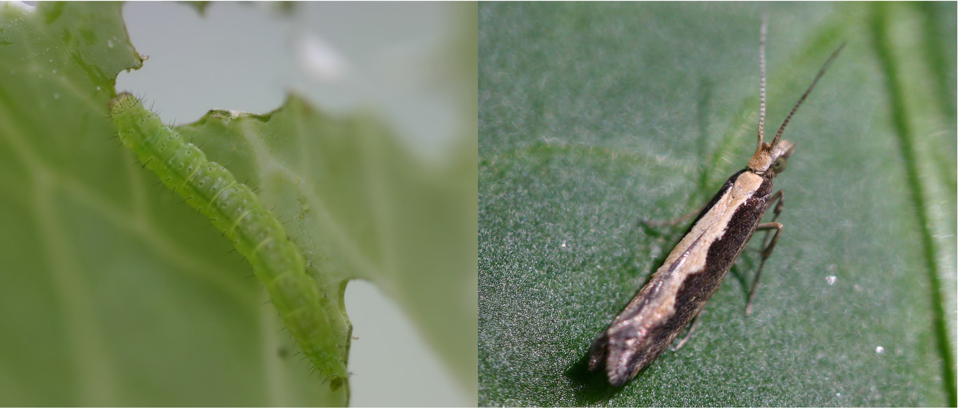 Hormonal regulation of Bt resistance in the diamondback moth | Research ...