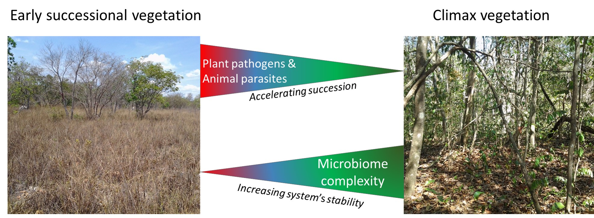 The real soil microbiomes and their roles in vegetation transformation ...