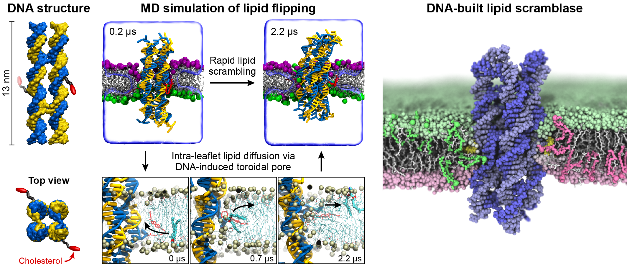 Outperforming nature using DNA origami | Research Communities by ...
