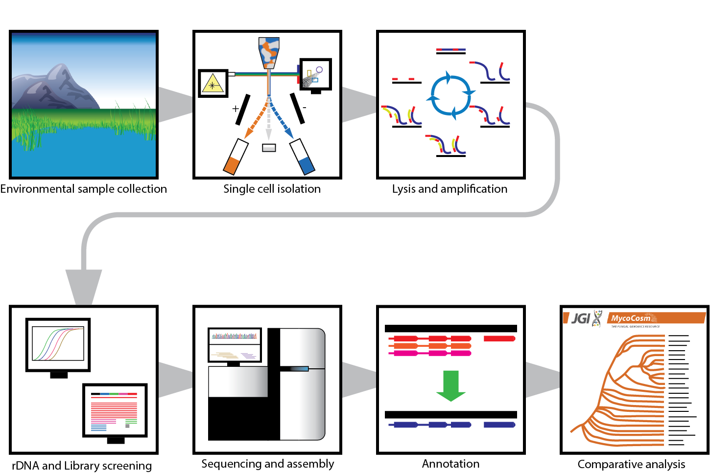 Fun-sized Fungal Genomics: Expanding biological knowledge with single ...