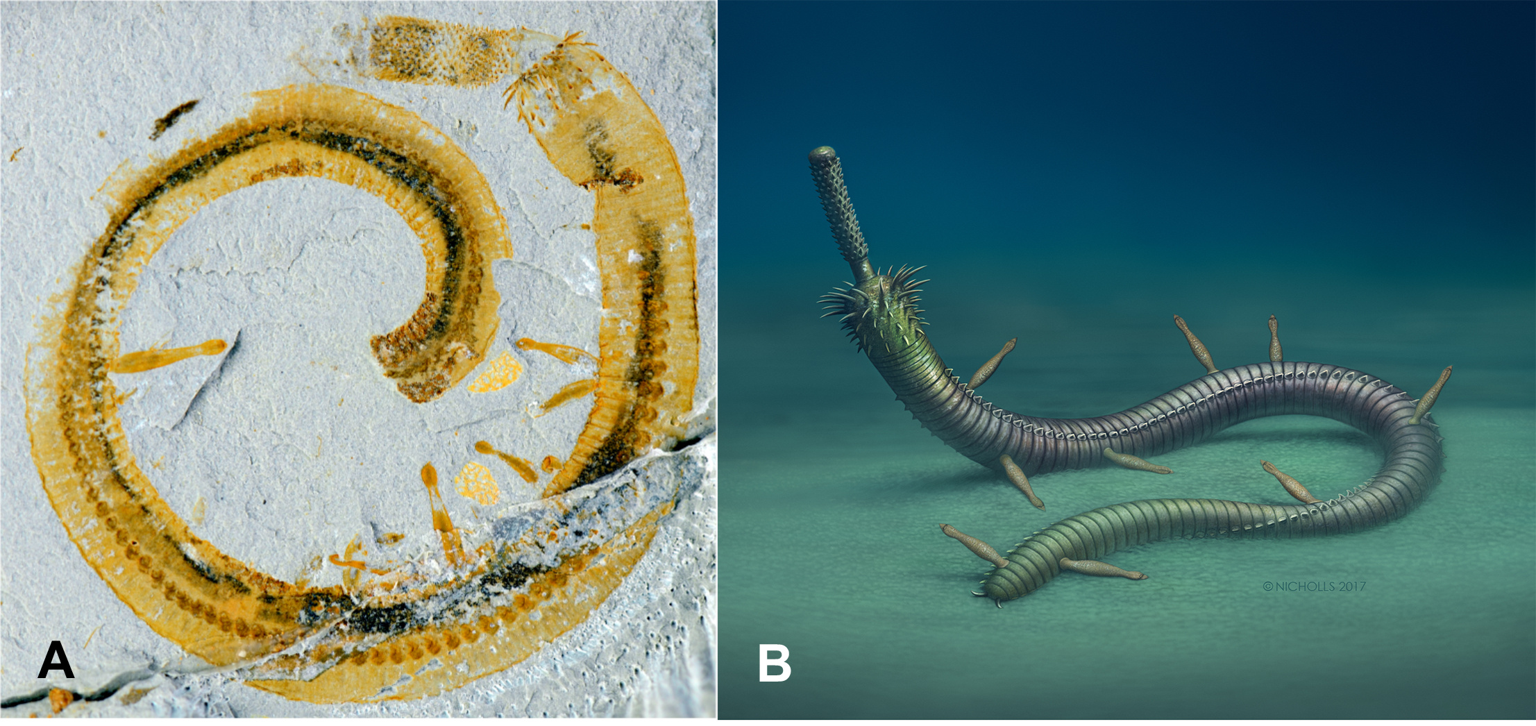 A Cambrian Can of Worms | Research Communities by Springer Nature