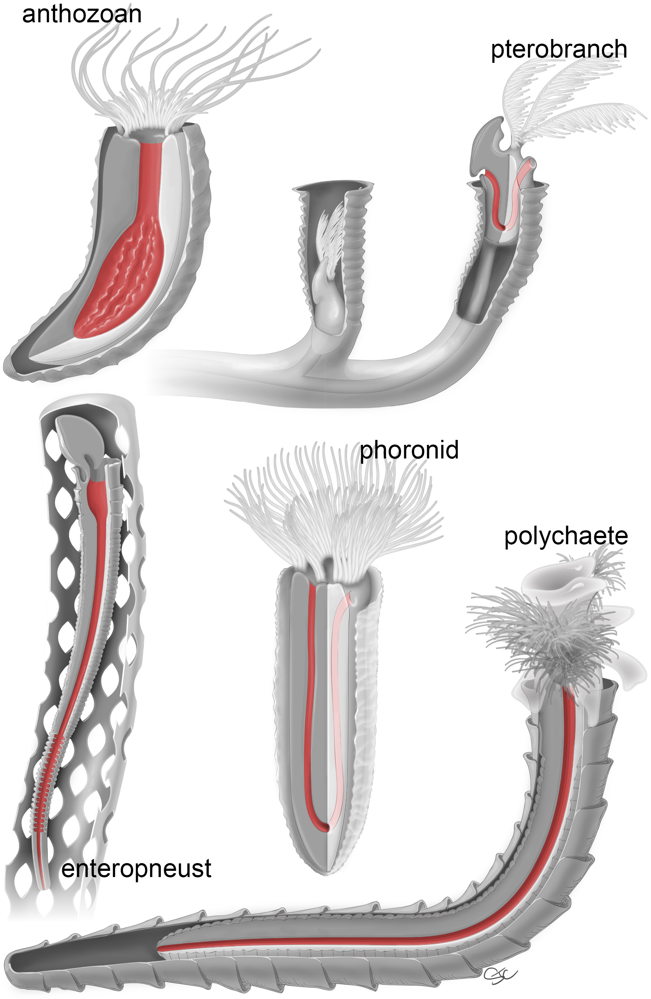 The oldest guts: Unraveling the annals of ancient animals | Research ...