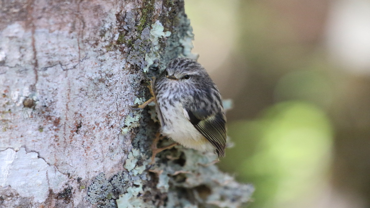 Are New Zealand Wrens vocal learners? | Research Communities by ...