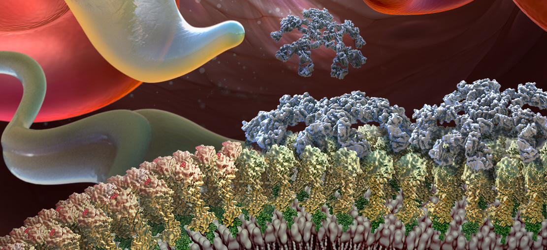 A Spoonful of Sugar Helps the Parasite Go Down | Research Communities ...