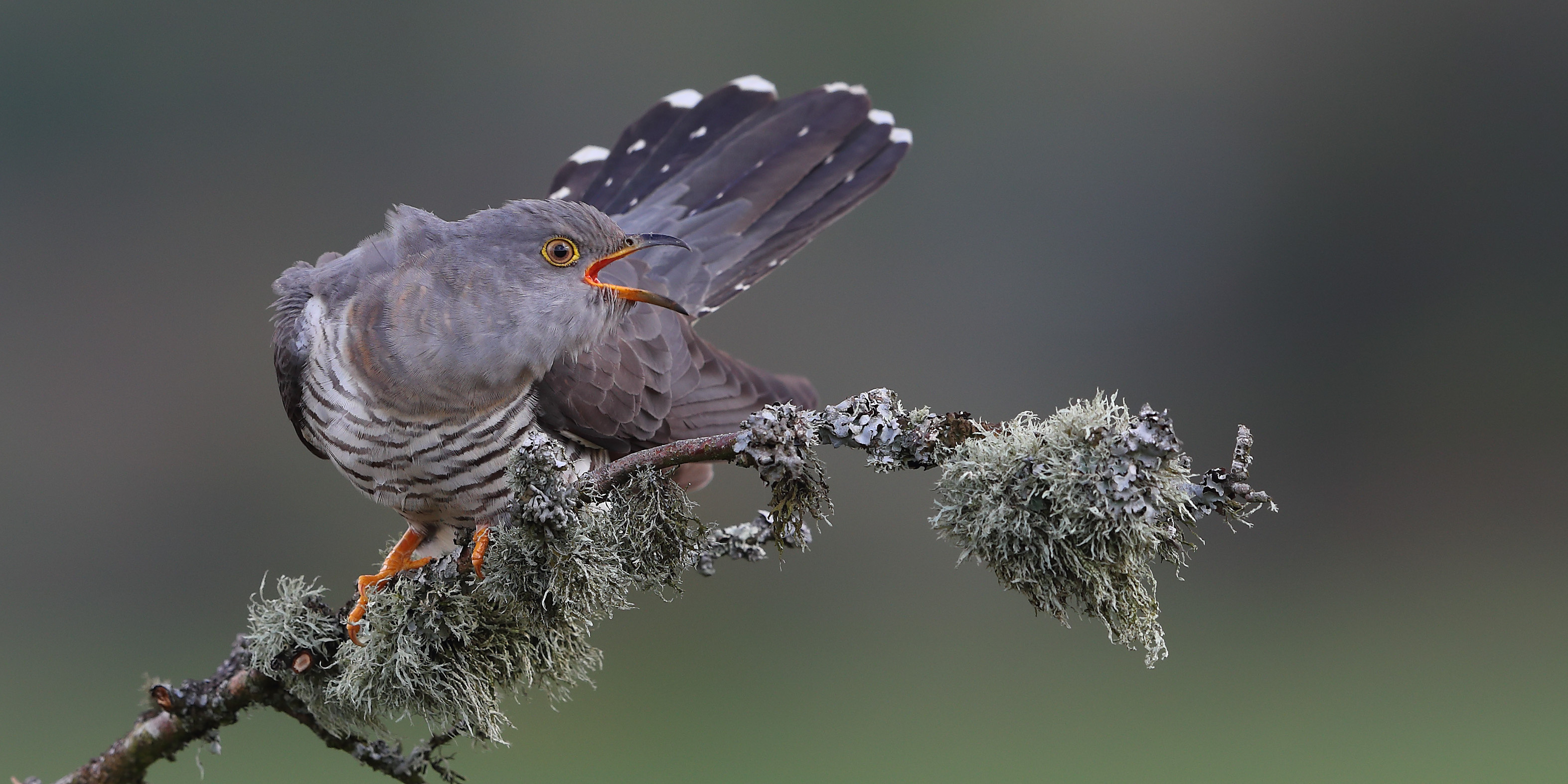 Female cuckoos might have the last laugh | Research Communities by ...