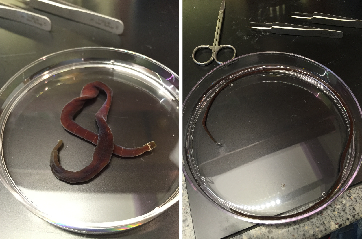 An unexpected adventure with two “mushi” (worm) genomes | Research ...