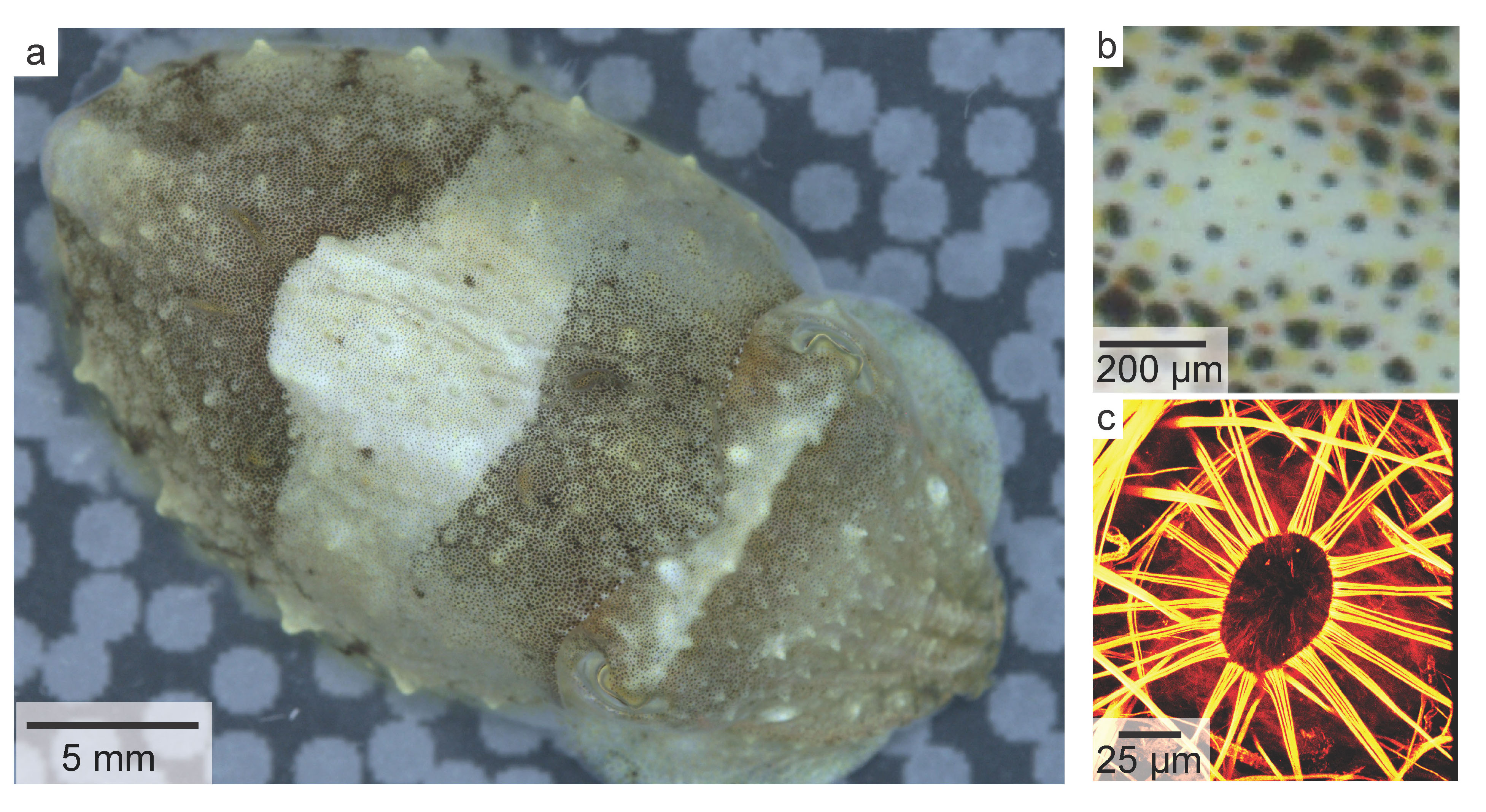Cuttlefish behaviour at cellular resolution | Research Communities by ...