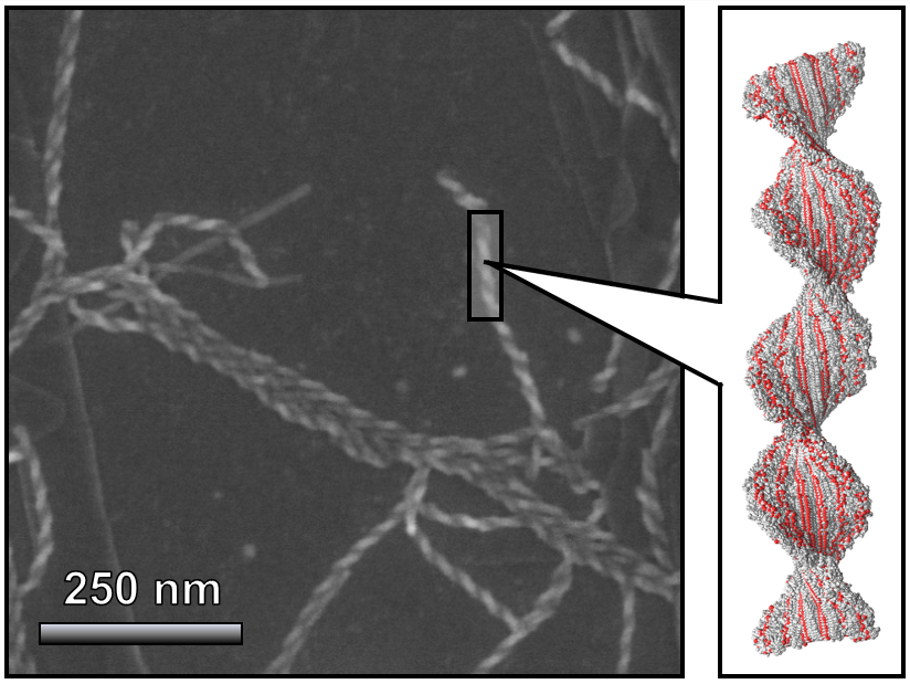 Braiding, branching and chiral amplification of nanofibres in ...