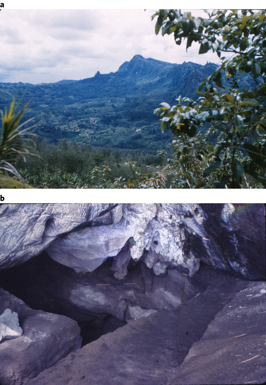 International Day of Forests | Research Communities by Springer Nature