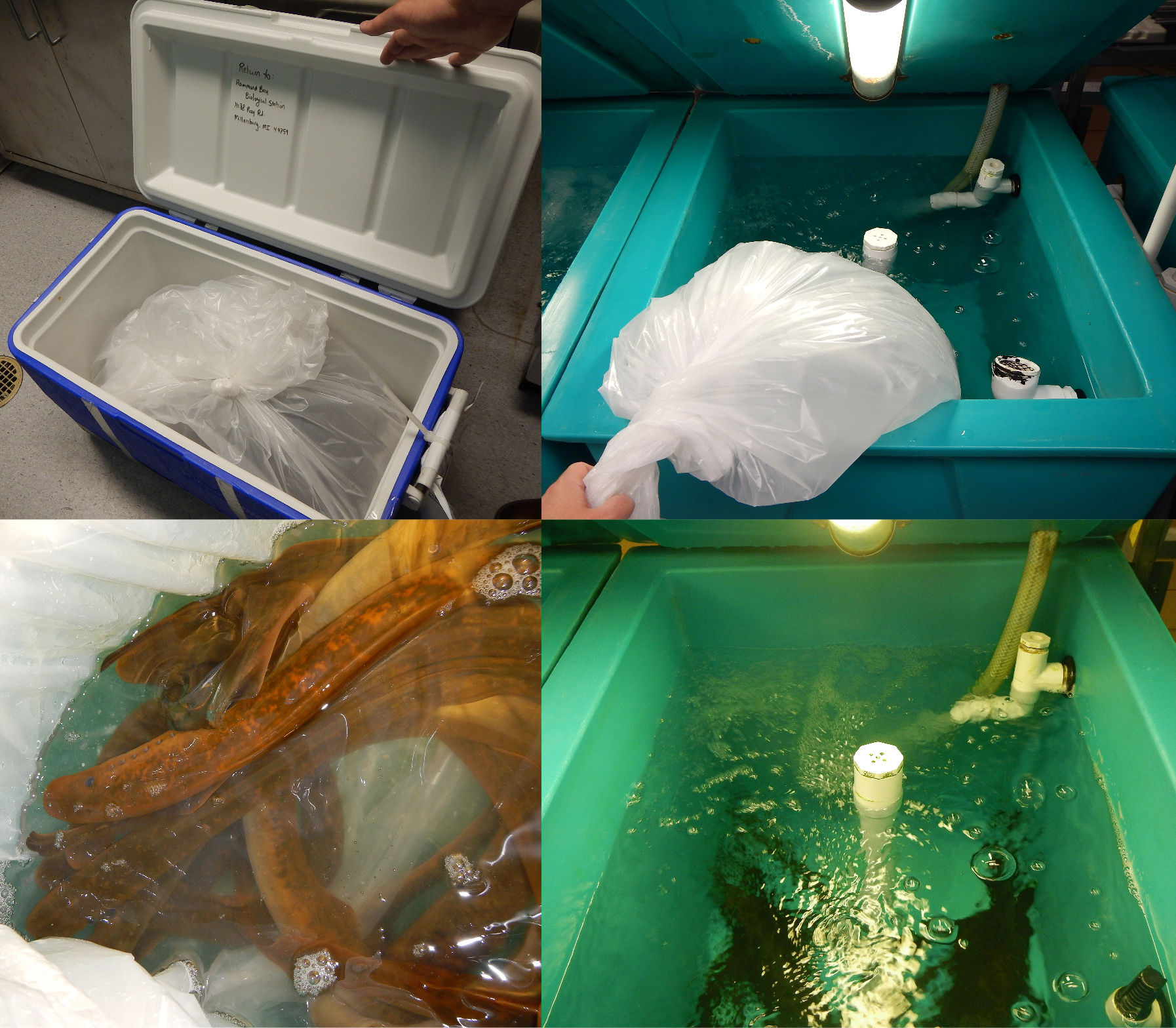 Lamprey gut neurons arise from trunk neural crest precursors | Research ...