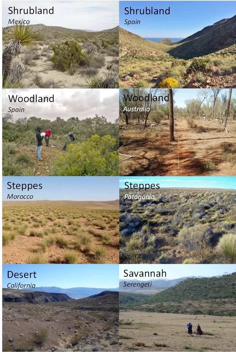 PLANT DIVERSITY MAXIMIZES ECOSYSTEM FUNCTIONING | Research Communities ...