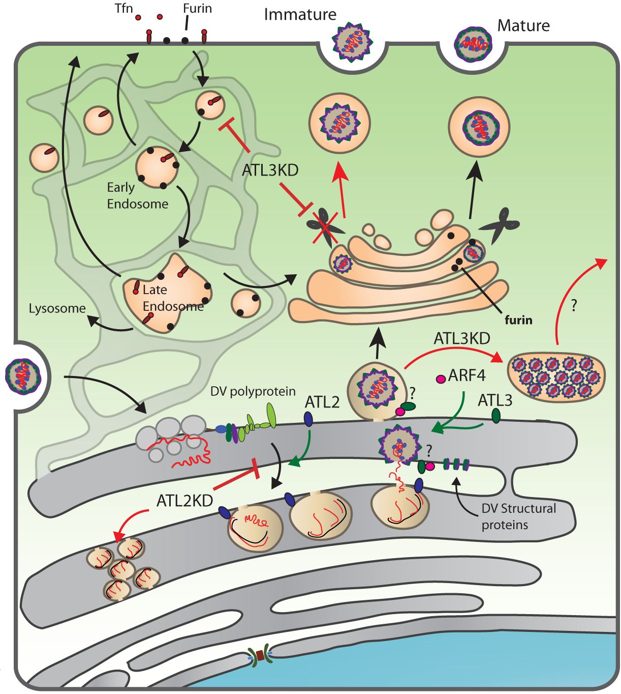 Atlastins: shouldering flavivirus infection | Research Communities by ...