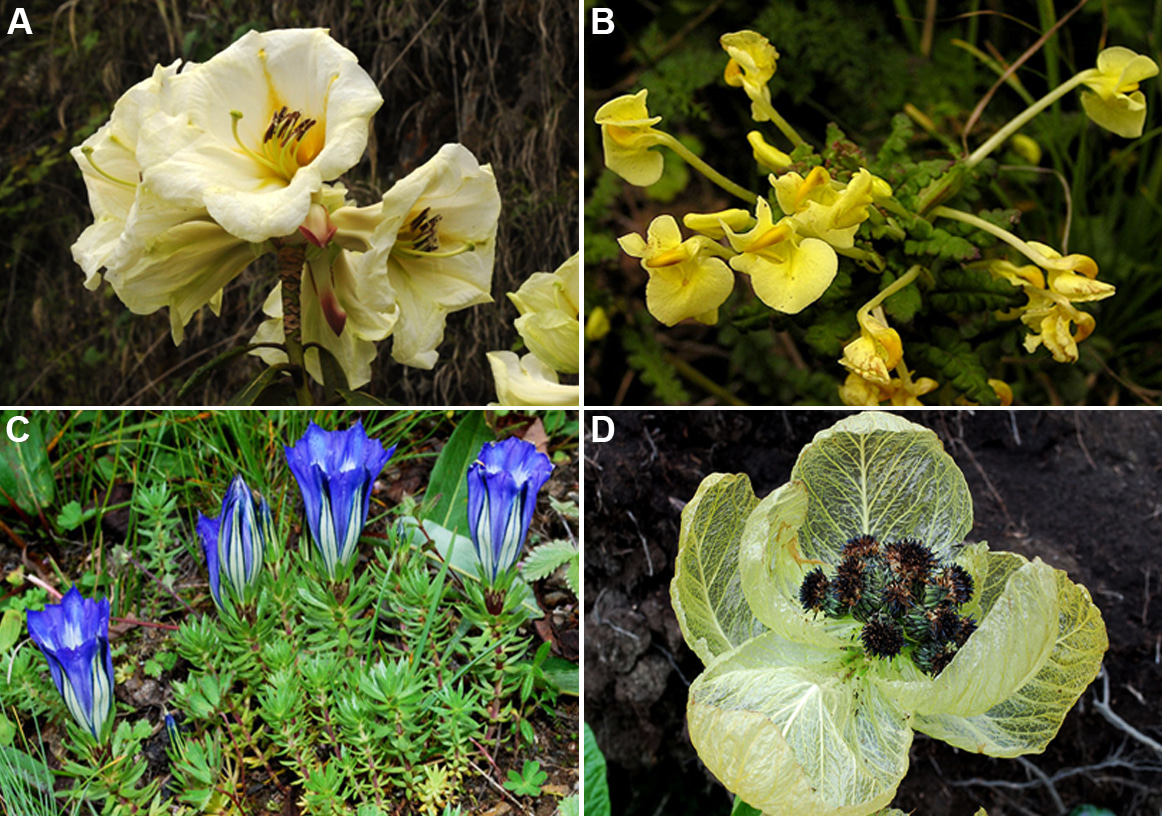 Evolutionary history of the angiosperm flora of China | Research ...
