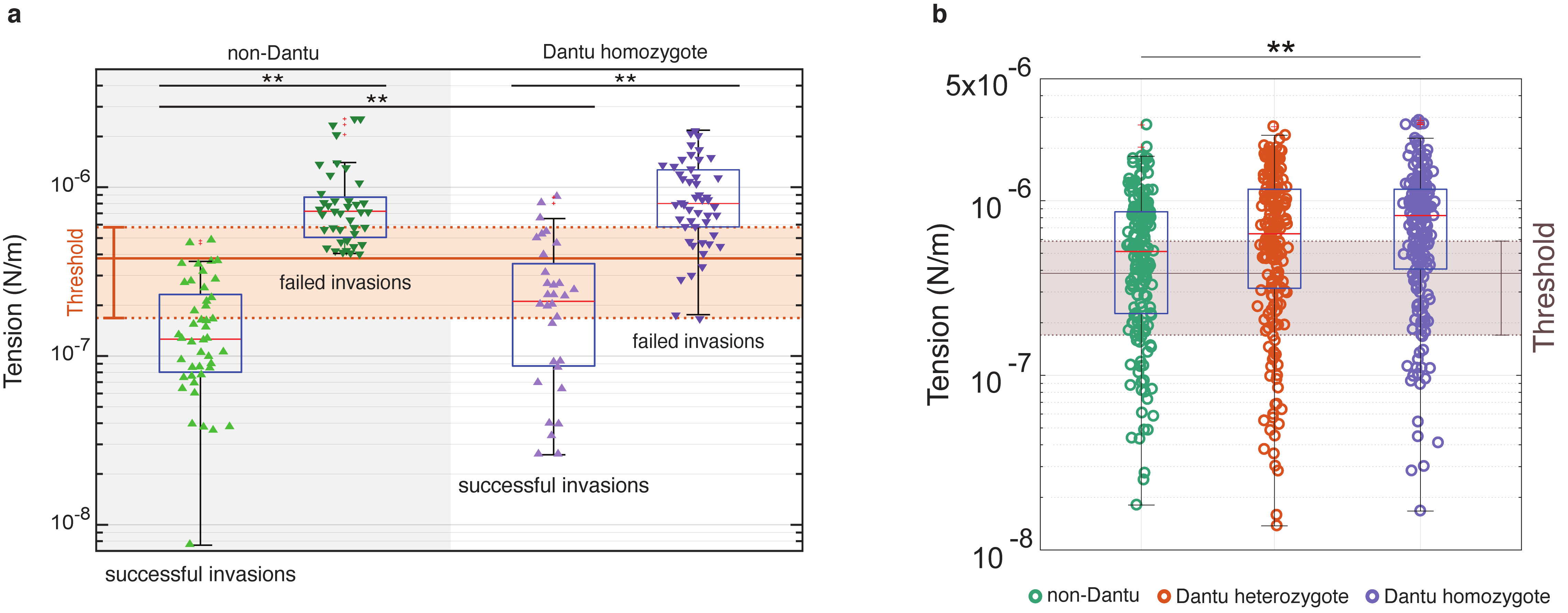 How the rare Dantu blood group protects against severe malaria ...