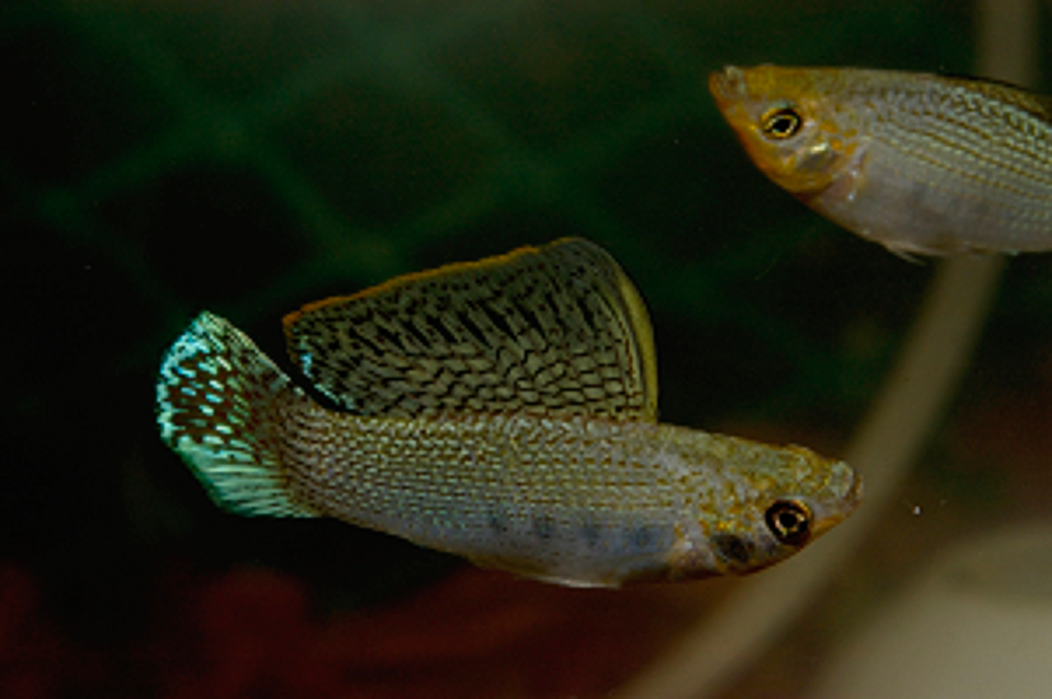 How conflict shapes evolution in poeciliid fishes | Research ...