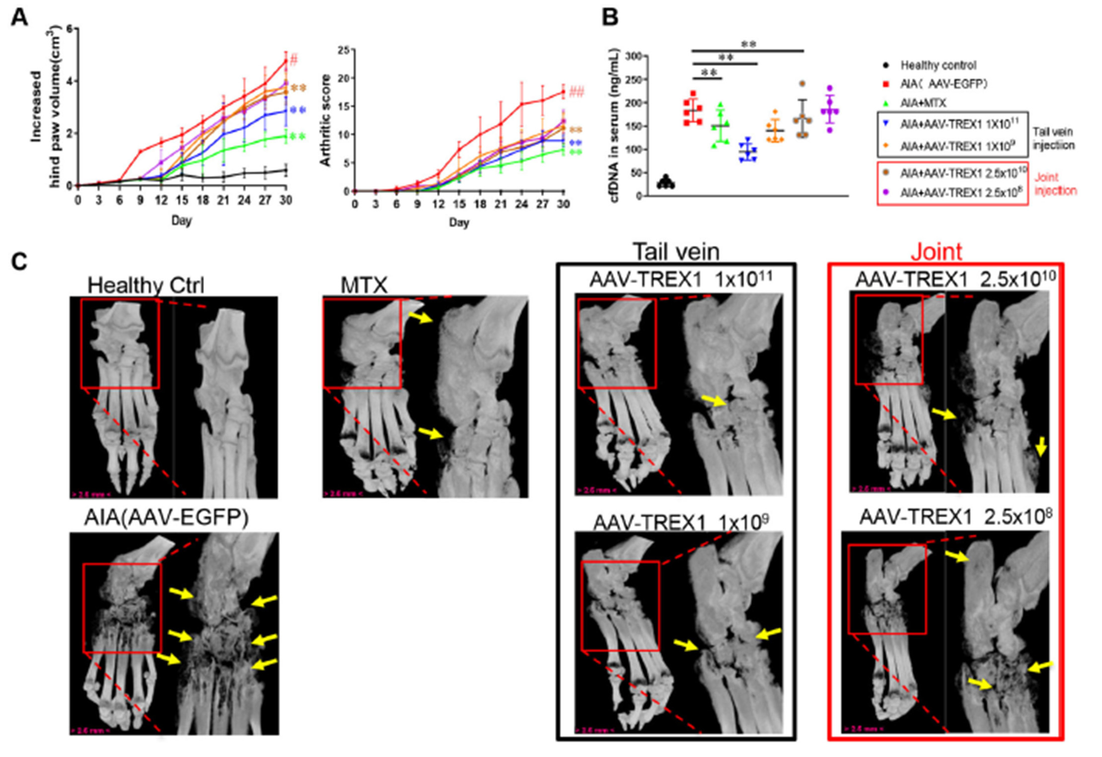 Age-related self-DNA accumulation may accelerate arthritis in rats and ...
