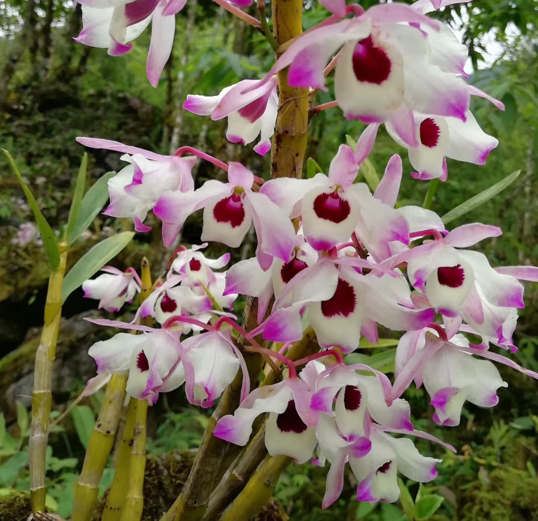 Climate change on earth impact the diversity of orchids | Research ...