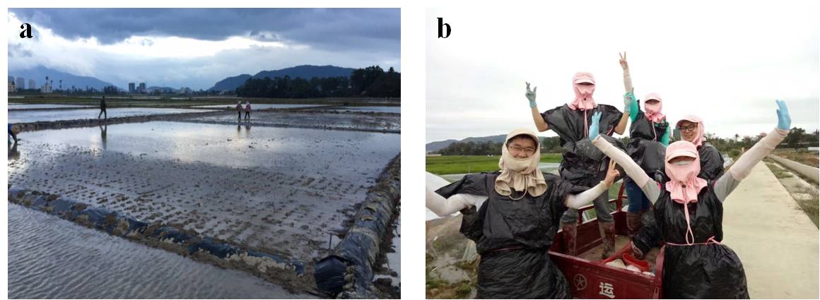 Rice plants coordinate root microbiome to utilize soil nitrogen by NRT1 ...