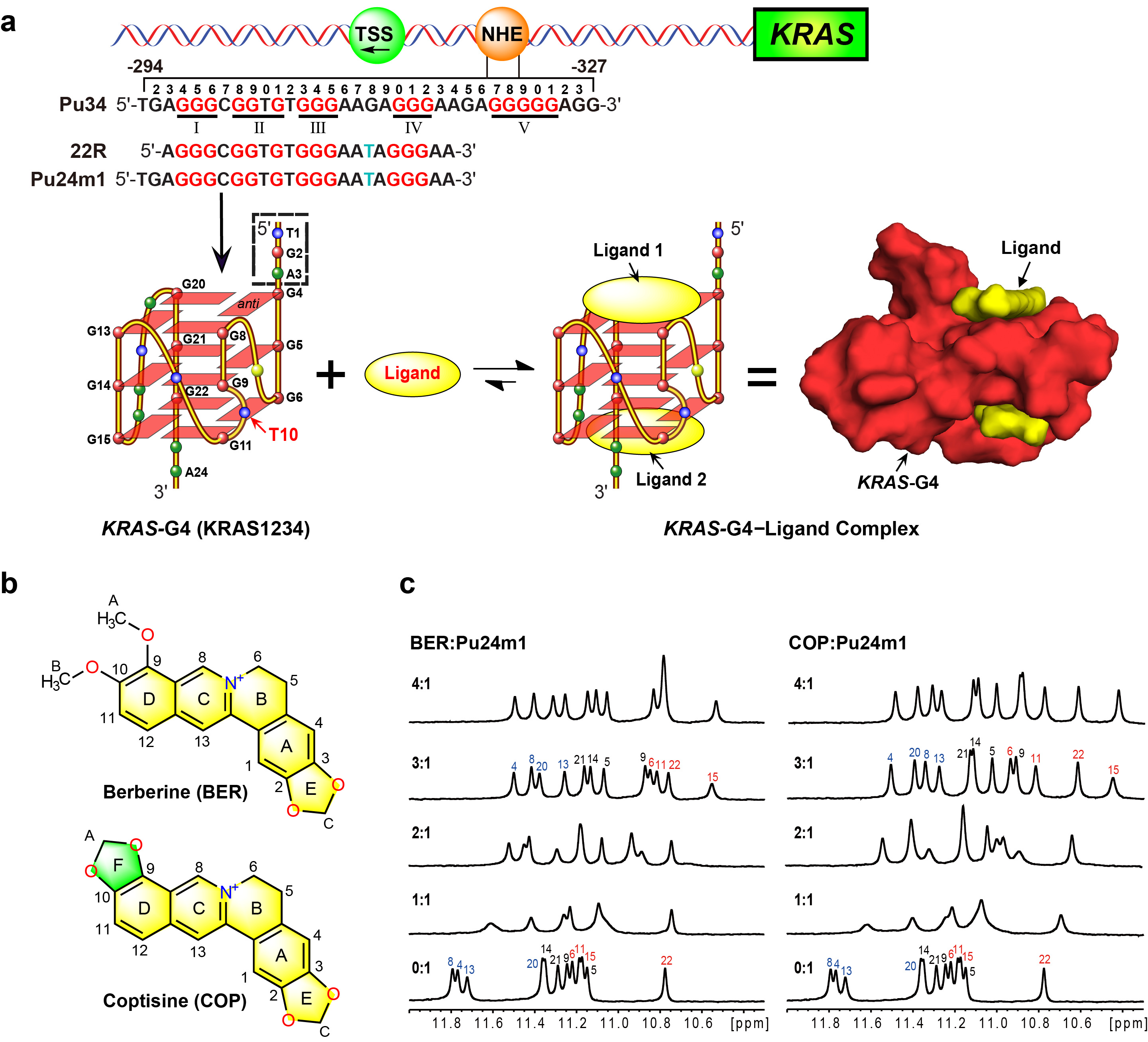 Targeting Kras Promoter G Quadruplex For Kras Oncogene Repression Structural Basis Of Small
