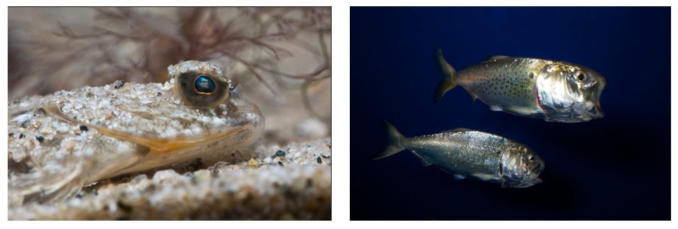 Sticky fish in a changing climate | Research Communities by Springer Nature