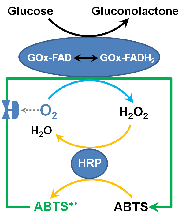 Unexpected fascinating spatiotemporal dynamics from a classic enzyme ...