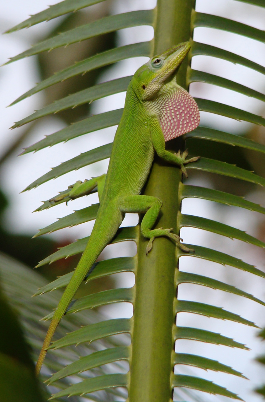 The evolution of digits and the origin of the bird wing | Research ...