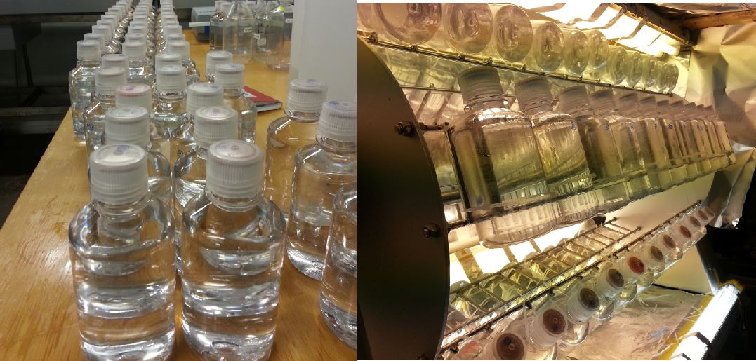 Evolved phytoplankton on probation | Research Communities by Springer ...