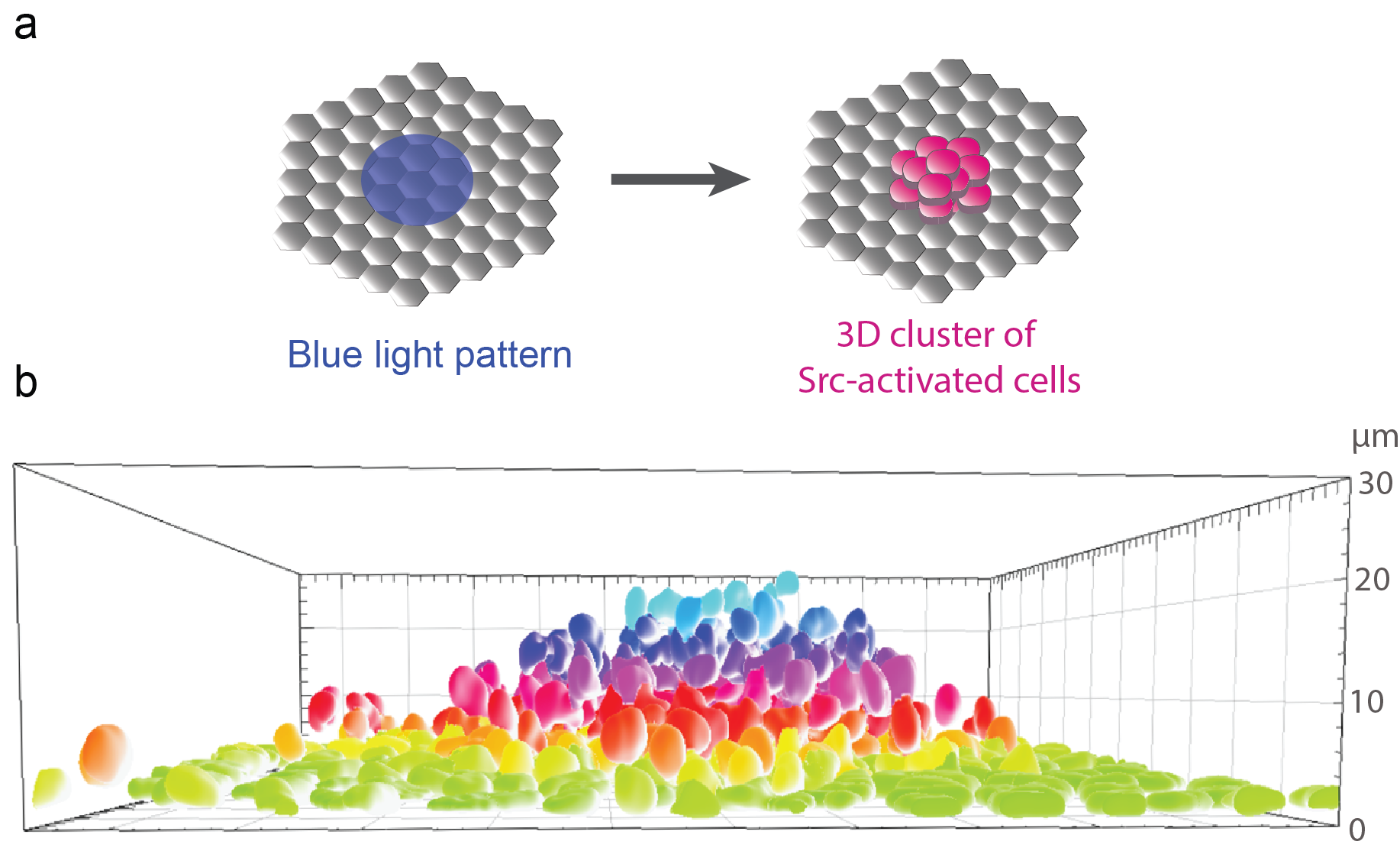 Using light to trigger the collective extrusion of transformed cells ...
