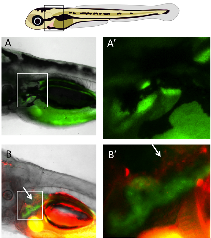 The zebrafish shows how blood stem cells found their niche in bone ...