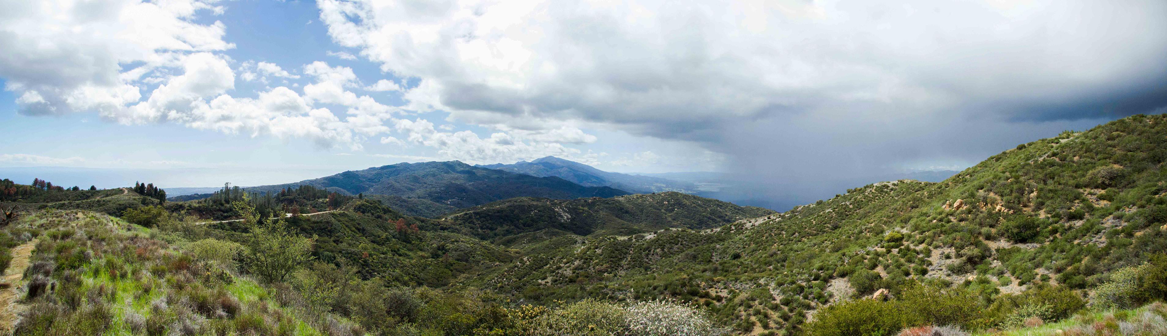 Ecological and genomic insights into stick insect speciation | Research ...