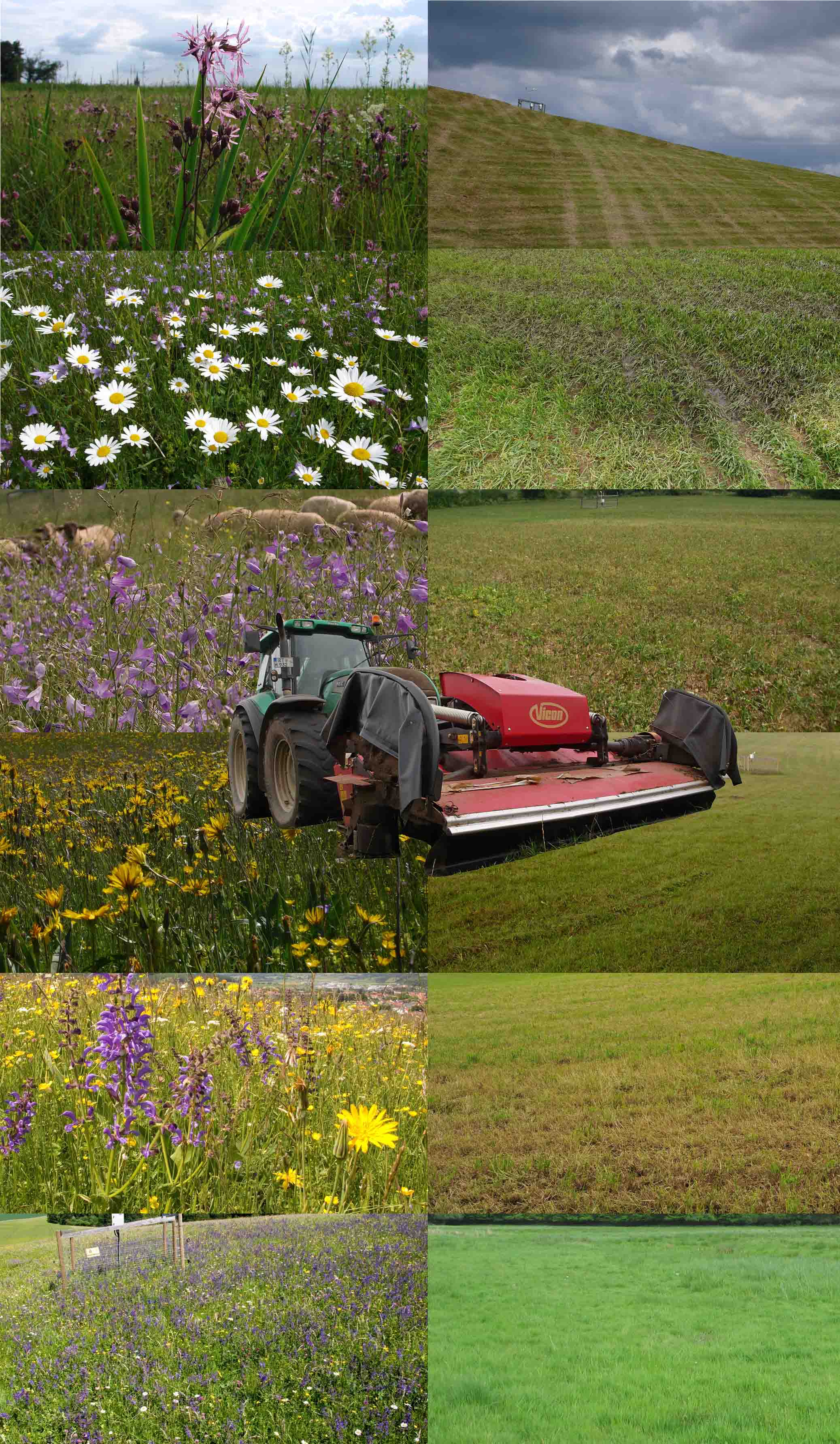 Intensification of Land Use Leads to the Same Species Everywhere ...