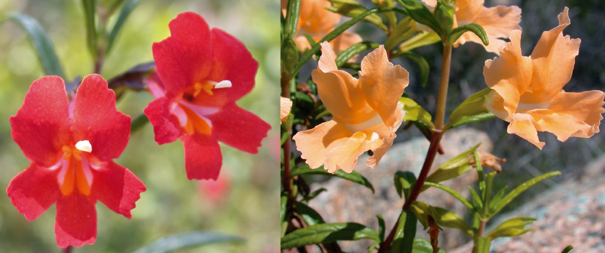 The developmental origin of plant species | Research Communities by ...