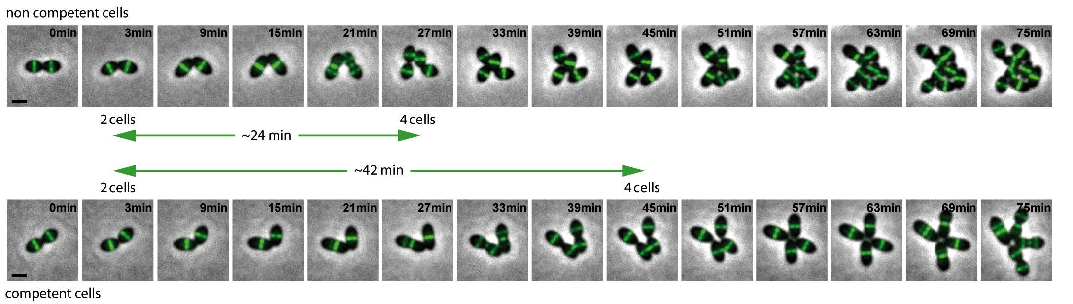 Why do pneumococcal cells stop dividing during transformation ...