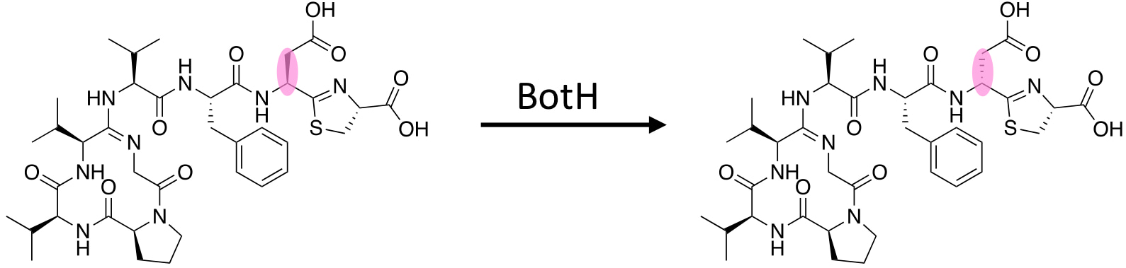 A hydrolase that evolved into a peptide epimerase | Research ...