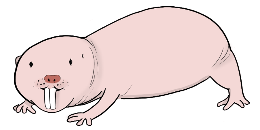 The use of non-traditional models in the study of cancer resistance—the ...